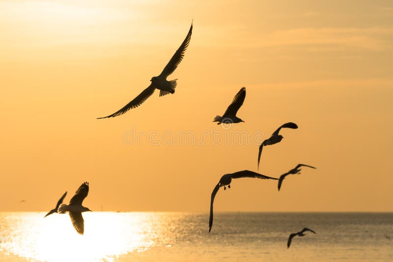 Backlit Birds Gliding Over the Sea at Sunset Stock Photo - Image of ...