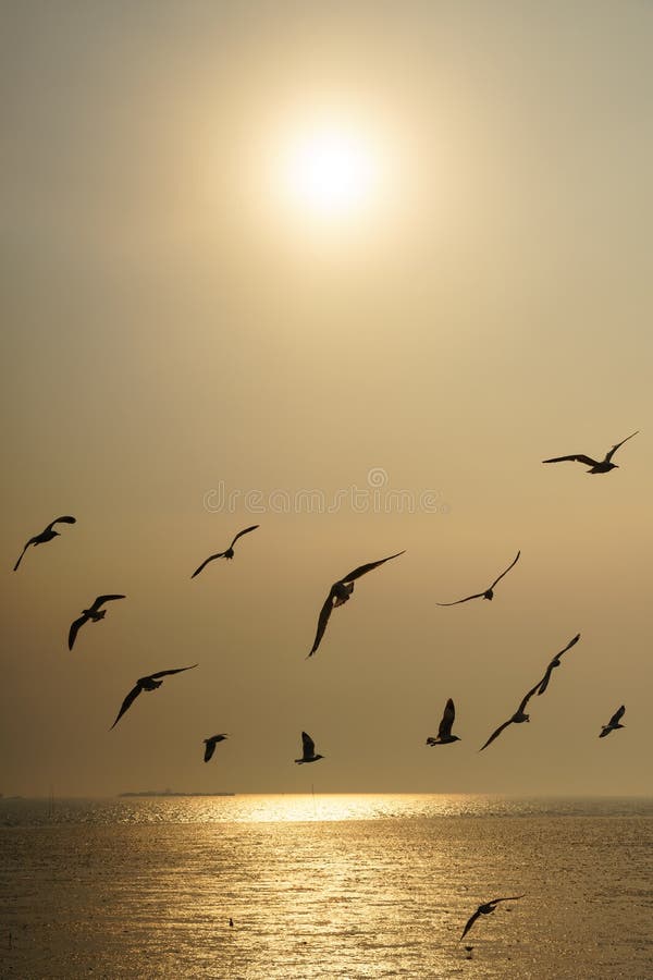 Backlit Birds Gliding at Sunset Stock Photo - Image of leadership ...
