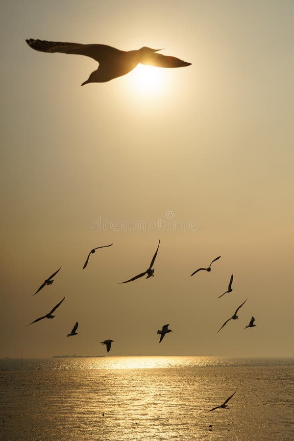 Backlit Birds Gliding at Sunset Stock Photo - Image of birds, idea ...