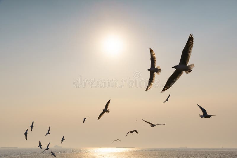 Backlit Birds Gliding at Sunset Stock Photo - Image of silhouette ...