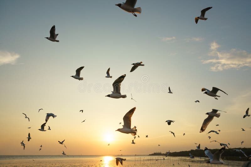 Backlit Birds Gliding at Sunset Stock Image - Image of flying, action ...