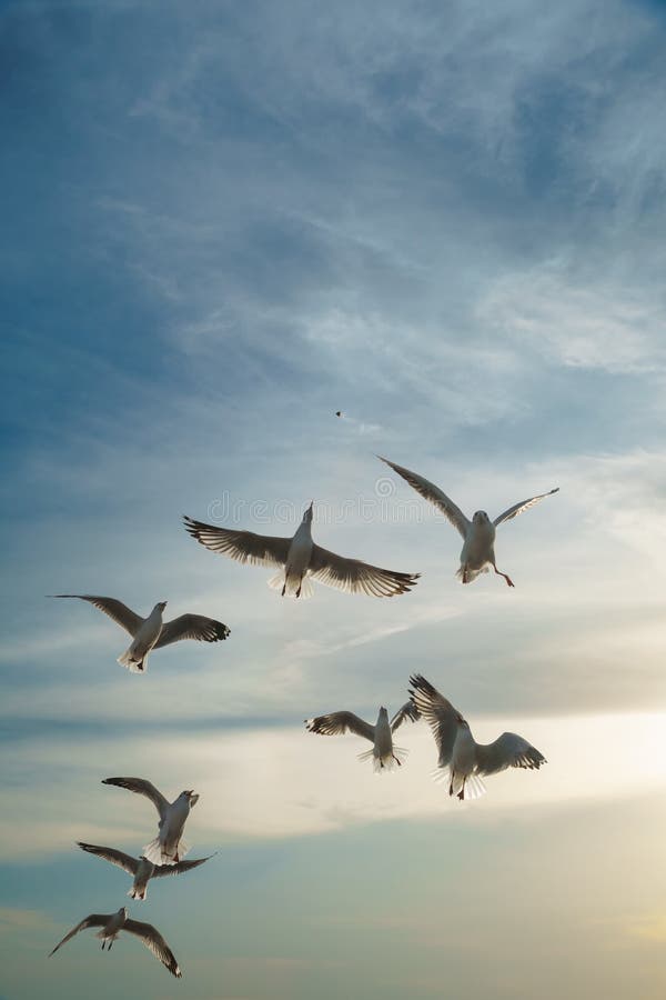 Birds Snatching Food in Sky, Background Stock Photo - Image of animal ...