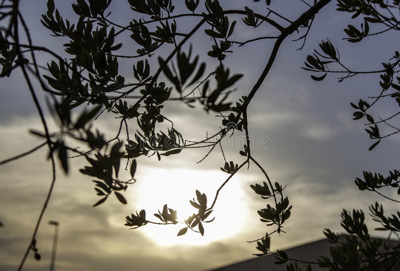 Backlit Branches in the Forest Stock Photo - Image of greenery, branch ...
