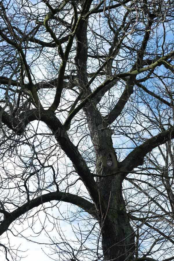 Backlit Branches of a Tree without Leaves Stock Photo - Image of bright ...
