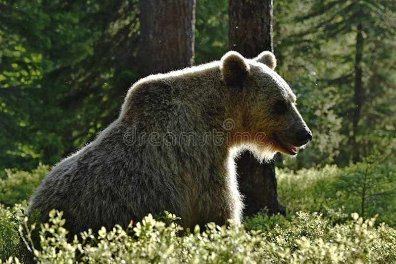 Backlit Brown Bear. Bear Against a Sun. Brown Bear in Back Light Stock ...