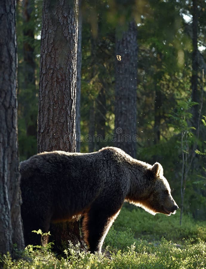 Backlit Brown Bear. Bear Against a Sun. Brown Bear in Back Light Stock ...