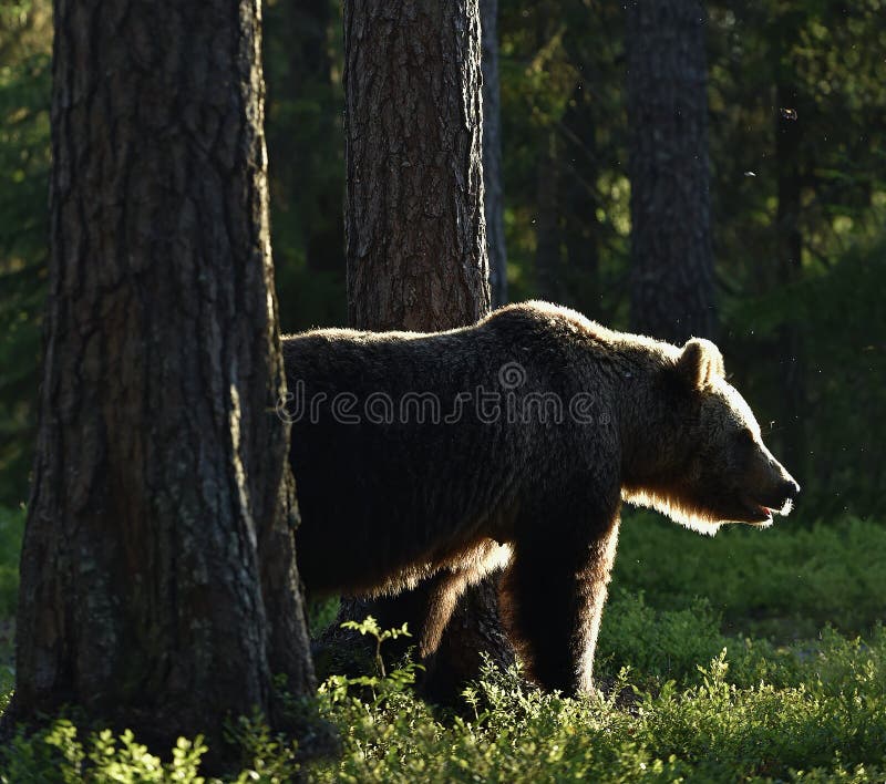 Backlit Brown Bear. Bear Against a Sun. Brown Bear in Back Light Stock ...