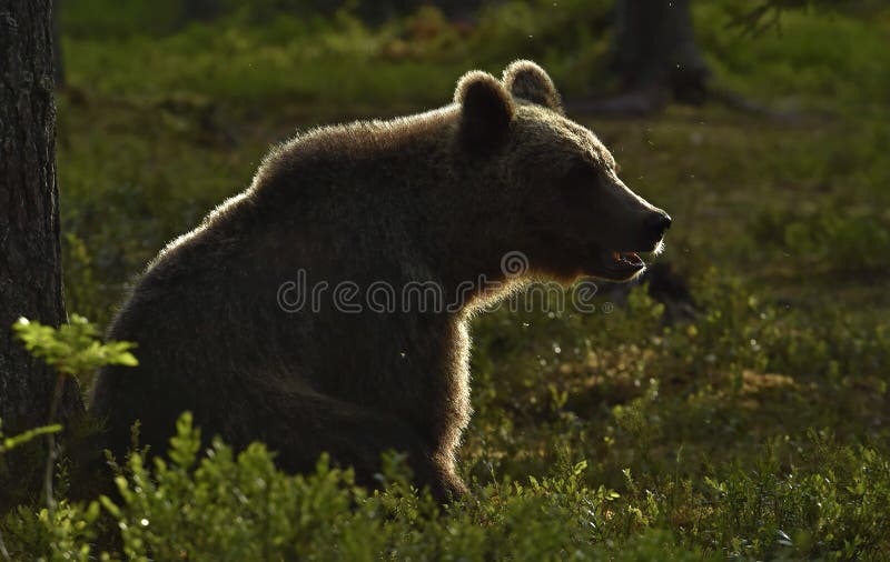 Backlit Brown Bear. Bear Against a Sun. Brown Bear in Back Light Stock ...