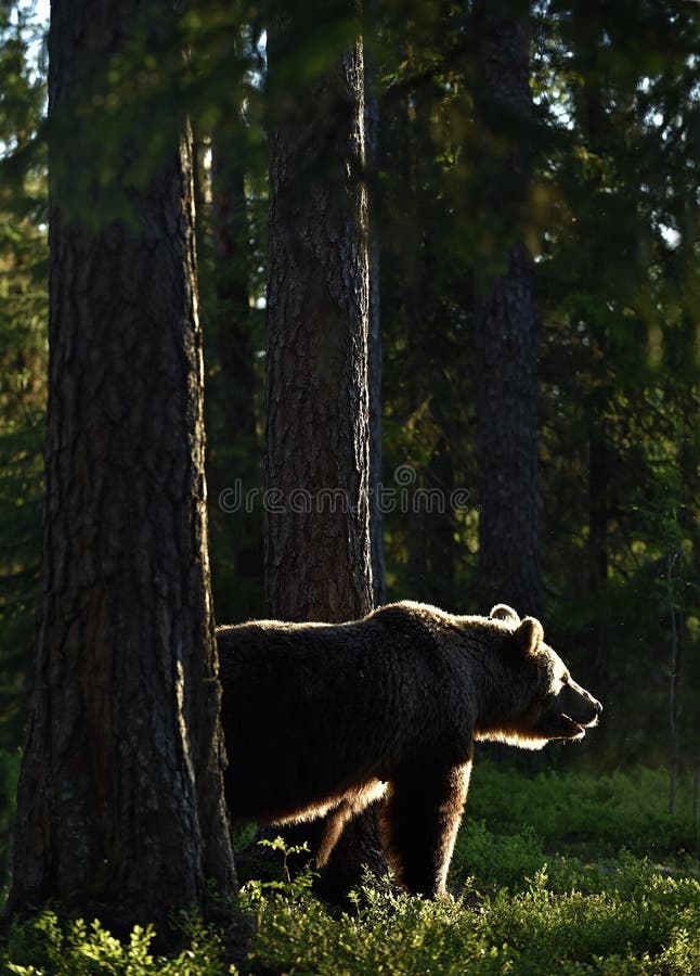 Backlit Brown Bear. Bear Against a Sun. Brown Bear in Back Light Stock ...