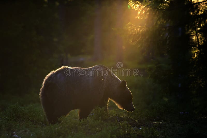Backlit Brown Bear. Bear Against a Sun. Brown Bear in Back Light Stock ...