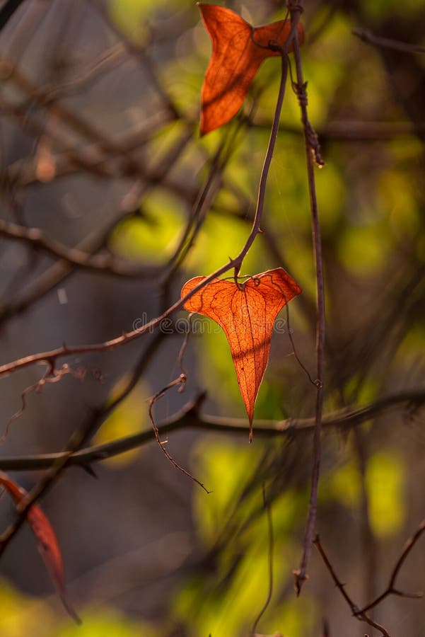 Backlit Brown Heart Shaped Leaf of a Wild Vine in Israel. Stock Photo ... Backlit Brown Heart Shaped Leaf of a Wild Vine in Israel. Stock Photo ...