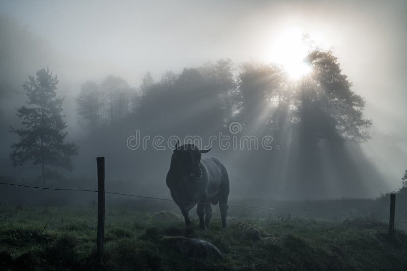 Backlit Bull Morning Mist Stock Photos - Free & Royalty-Free Stock ...