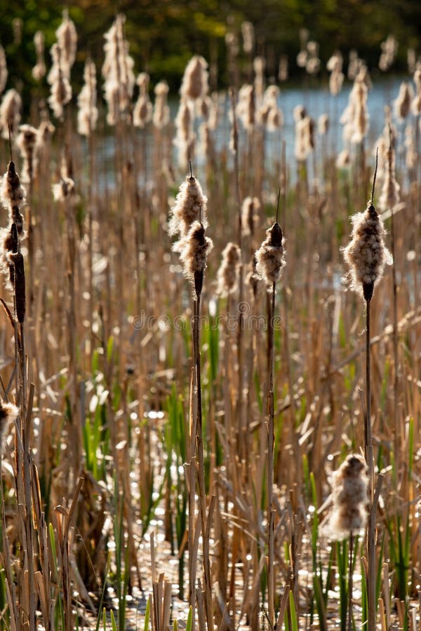 Seeding Lakeside Stock Photos - Free & Royalty-Free Stock Photos from ...