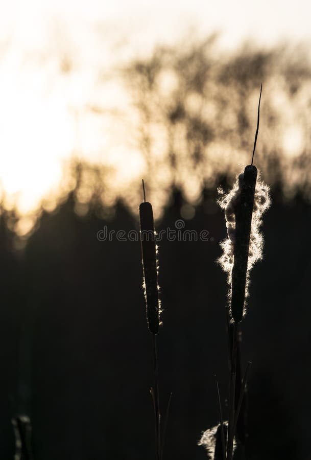 Backlit Cattail in Warm Light Stock Photo - Image of fluffy, backlight ...