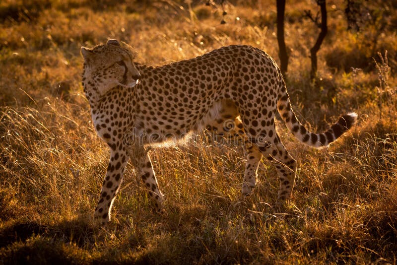 Cheetah looking back stock photo. Image of danger, close - 9419684