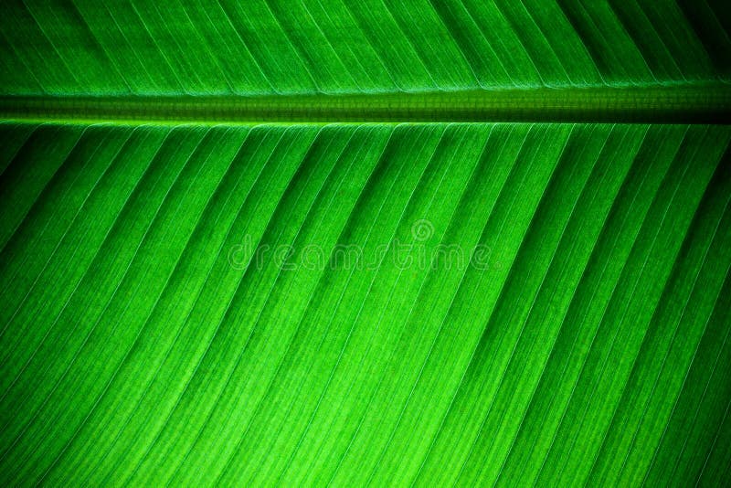 Parallel Leaf Venation Of A Banana Leaf Stock Photo - Image of ...