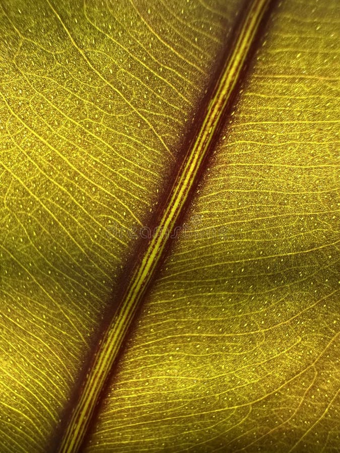 Macro of Backlit Leaf with Red Midrib and Golden Veins Stock Image ...
