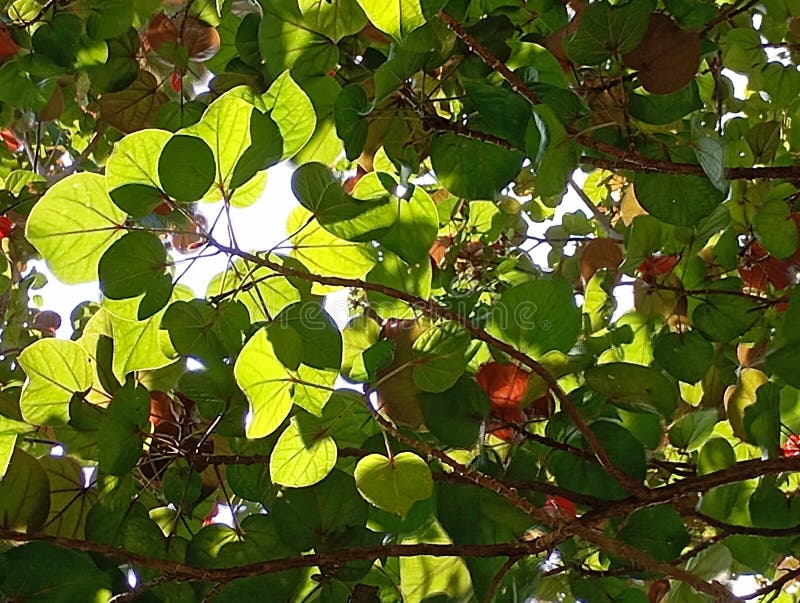 Backlit Colourful Green Canopy Stock Image - Image of green, evergreen ...