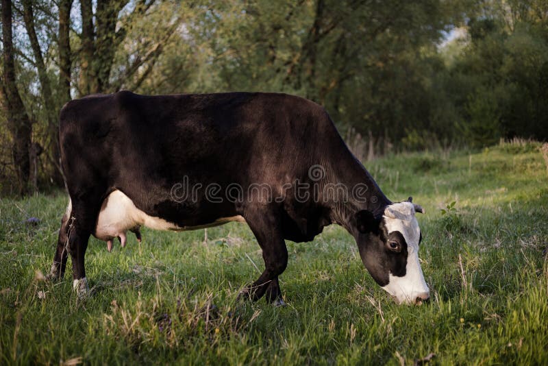 Backlit Cow Grazing in a Field at Sunset. Cow on the Meadow at Sunset ...