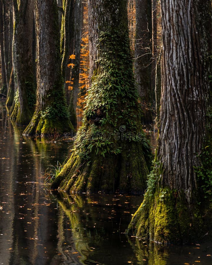Backlit Cypress Trees in Swamp Stock Photo - Image of numerous, cypress ...