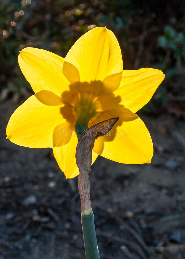 Backlit Daffodil stock image. Image of botany, spring - 265916269