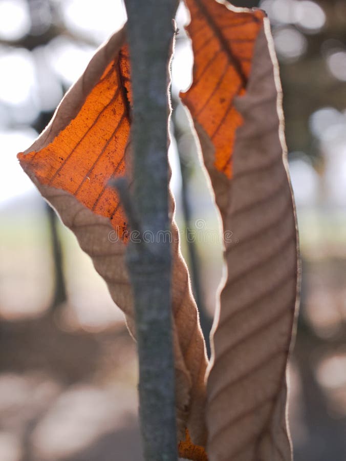 Backlit dead leaves stock image. Image of nature, yellow - 261952845