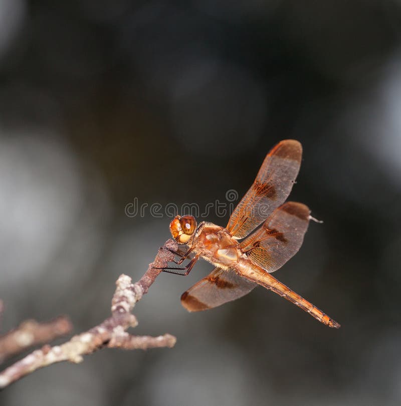 Backlit dragonfly stock image. Image of leaf, legs, head - 32997871