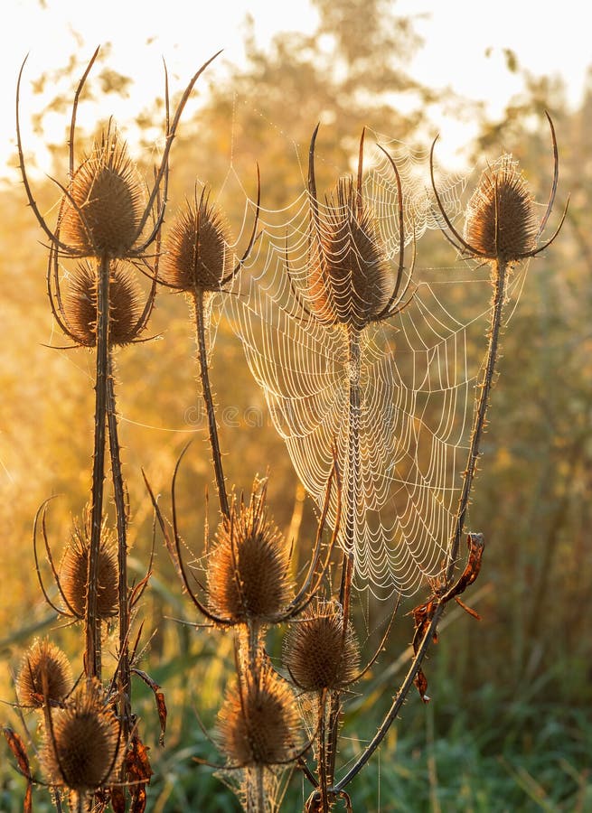 Backlit Dried Teasel Plants. Stock Image - Image of teasel, group ...