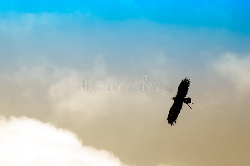 Backlit eagle stock image. Image of shine, textures, backgrounds - 71765299