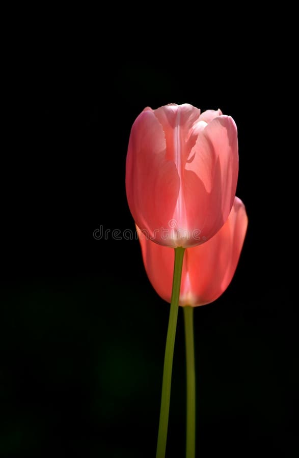 Backlit Elegant Tulip on Dark Background Stock Photo - Image of yellow ...