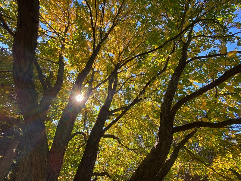 Backlit Fall Foliage Tree in October Stock Photo - Image of sunlight ...