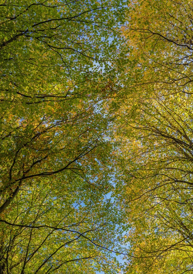 Backlit Fall and Autumn Leaf Canopy Stock Photo - Image of canopy ...