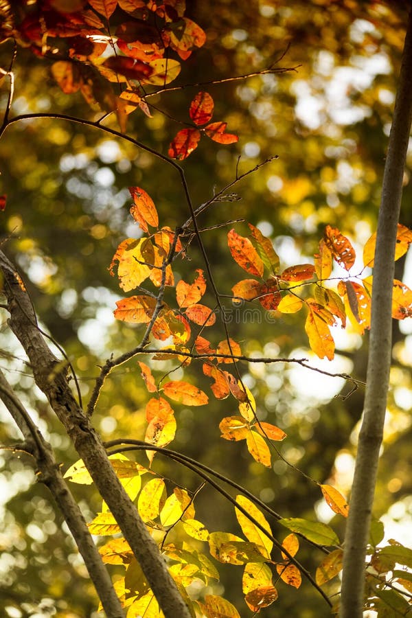 Backlit Fall Leaves stock image. Image of peaceful, diffuse - 104435529