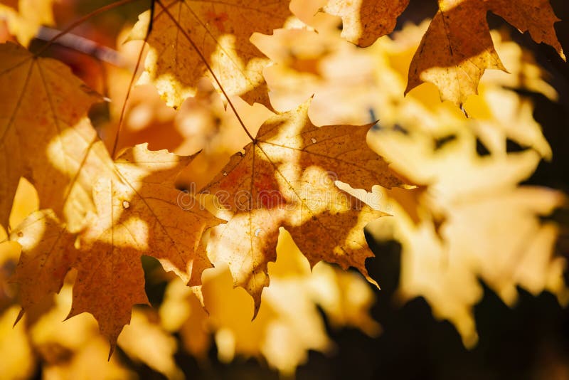 Backlit fall maple leaves stock photo. Image of fall - 93979238