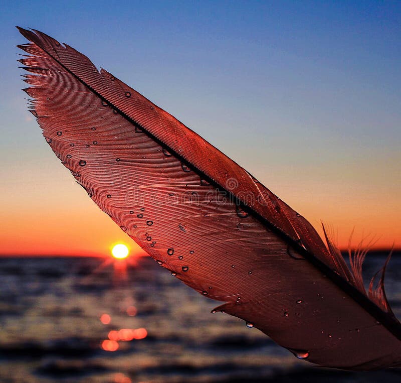 Backlit feather stock image. Image of beach, droplets - 92919129