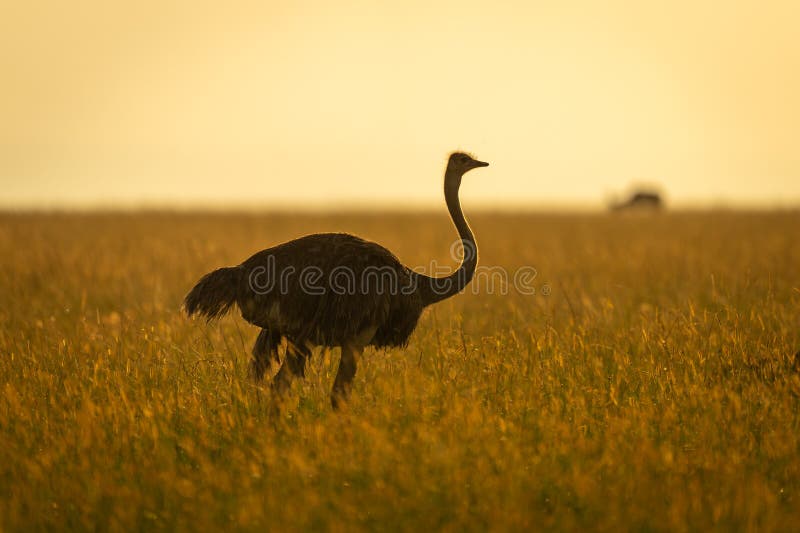 Backlit Female Common Ostrich Walks through Grassland Stock Image ...