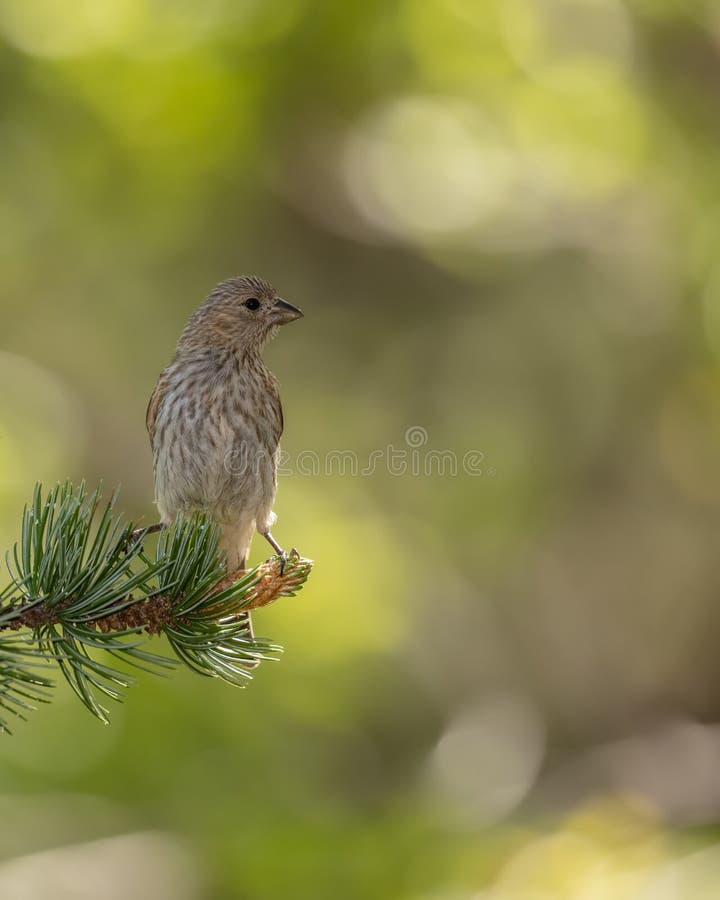 Female Red Crossbill stock image. Image of bird, chowing - 8415503