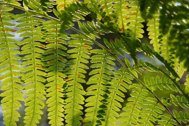 Backlit Fern Picture. Image: 1485155