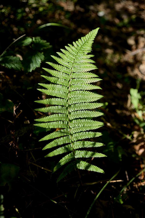 Fern Leaf Texture at Sunset Stock Image - Image of closeup, beautiful ...
