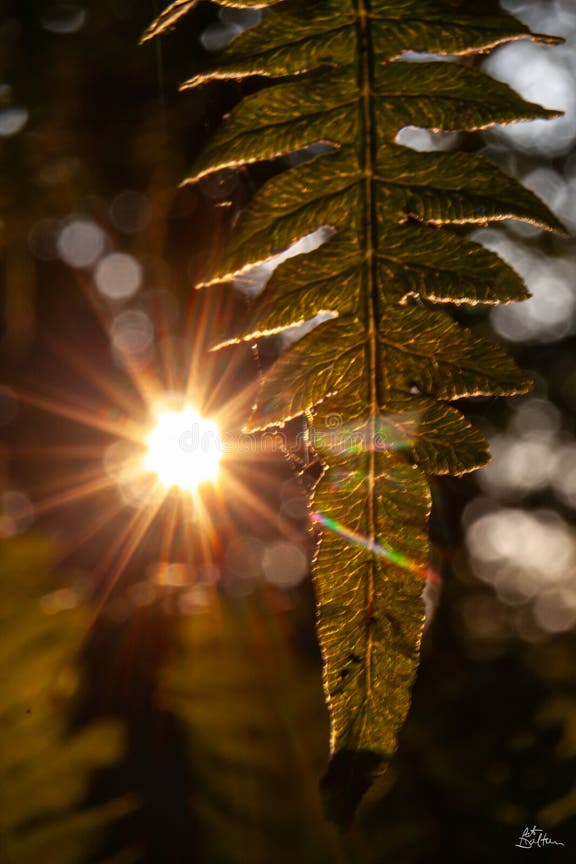 Backlit Ferns in a Forest with Flares Stock Image - Image of ferns ...