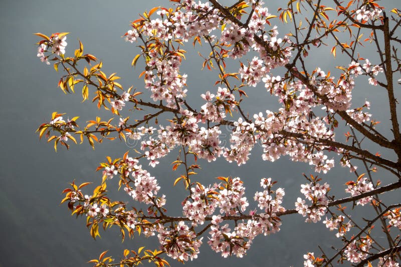 Backlit Flowering Tree stock image. Image of nature - 162553775