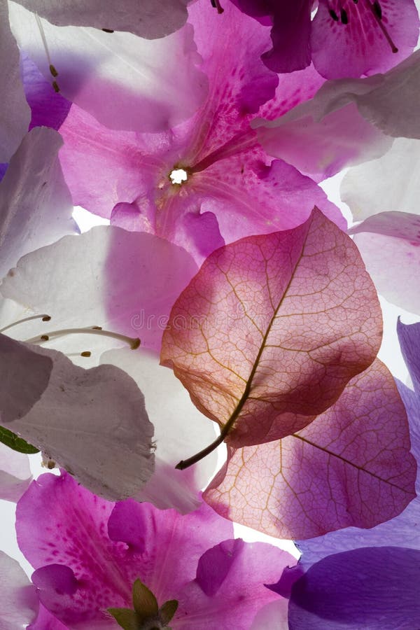 Backlit Flowers Background stock image. Image of bege - 2127763