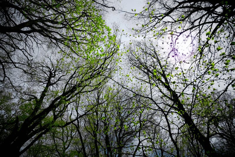 Backlit Foliage in Spring Beechwood Stock Image - Image of scenery ...
