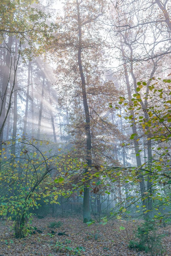 Backlit Forest with Fog and Sun Beams Stock Image - Image of beam ...