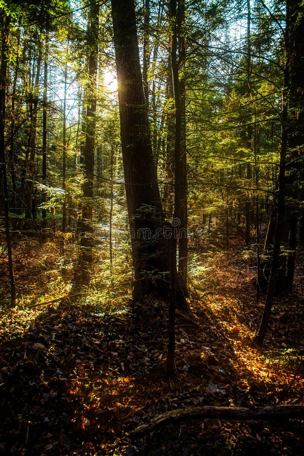 Backlit in the forest. stock image. Image of nature, green - 63003261