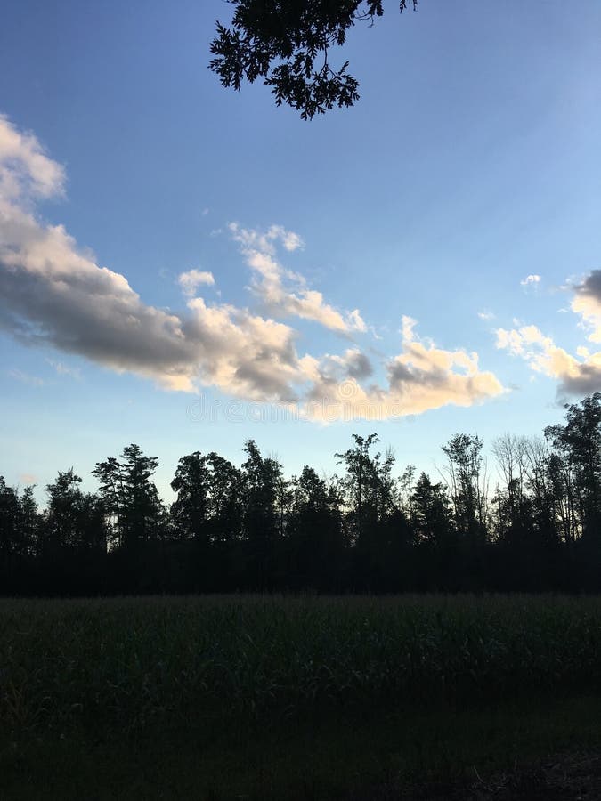 Backlit Forest Trees in Sun Nature and Landscape Stock Image - Image of ...