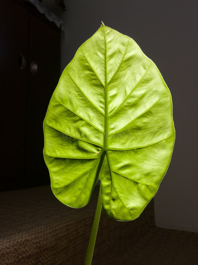 Backlit, Glowing Giant Leaf of Ornamental Plant Adam in House Stock ...