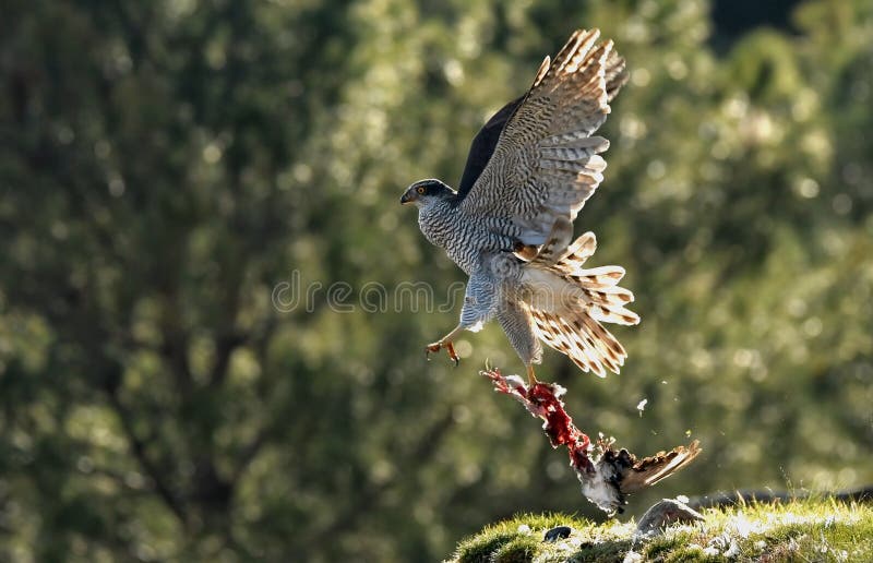 Backlit Goshawk with a Prey Stock Image - Image of flying, claws: 236110009