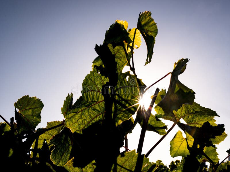 Close-up of Back Lit Grape Leaves and Vines Aimed Upward Toward the ...