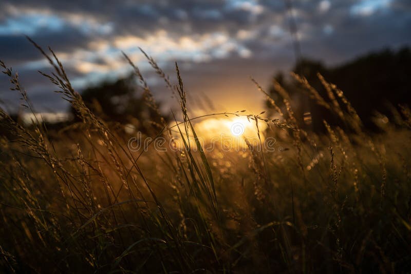 Low Angle View of a Back Lit Grass Field at Sunset Stock Image - Image ...